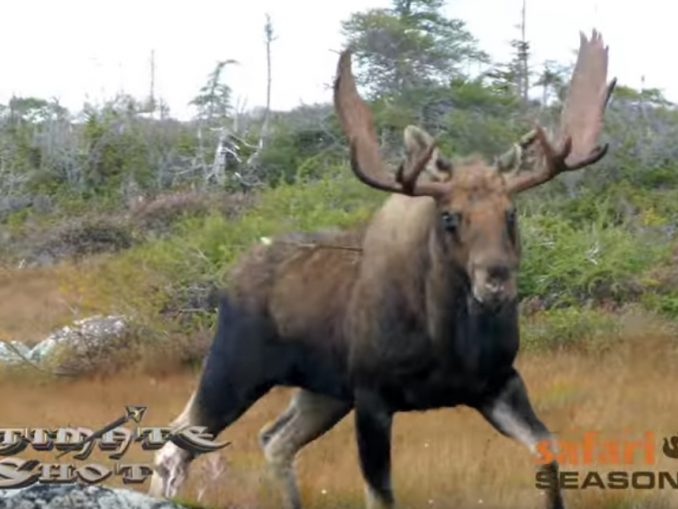 Wild Boar Fever 4 (Crazy Boar Hunt Video From Aimpoint) | OutDoors ...