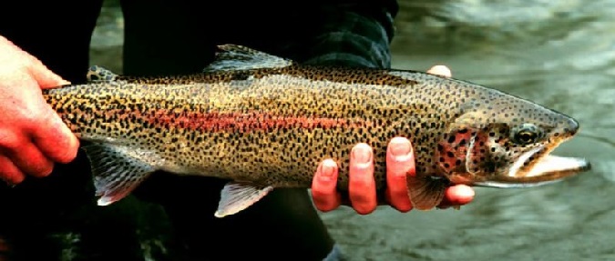 Spring Trout Strategies That Work | OutDoors Unlimited Media and Magazine