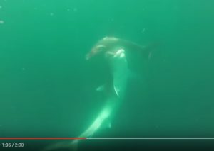 Tiger Shark vs. Hammerhead Shark (Video) | OutDoors Unlimited Media and ...