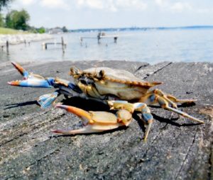 Chesapeake Bay Blue Crab Population Healthy - Outdoor Enthusiast ...
